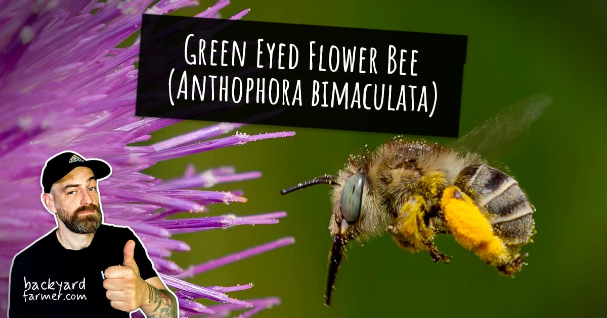 Green Eyed Flower Bee (Anthophora bimaculata) – UK ID Guide