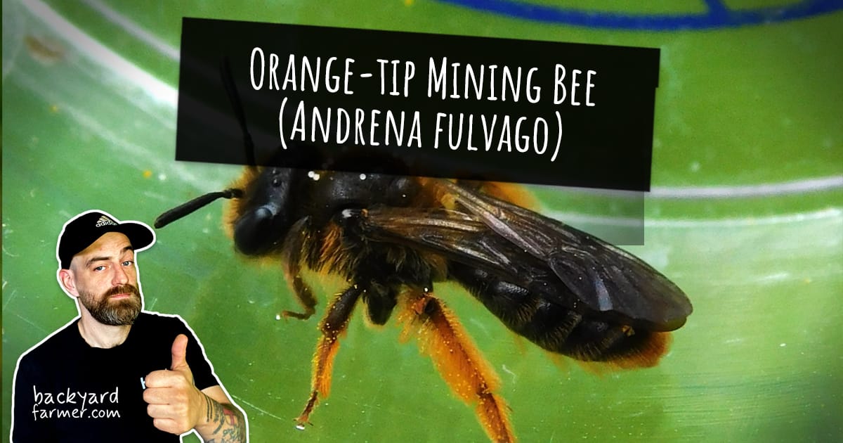 Orange-tip Mining Bee (Andrena fulvago) – UK Identification Guide