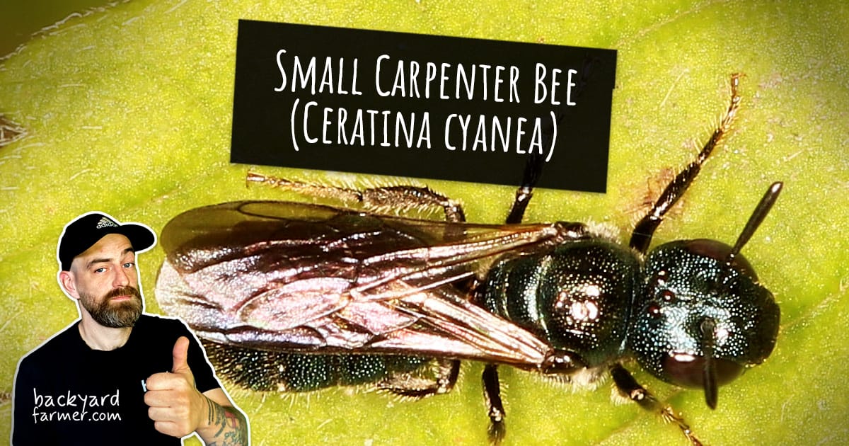 Small Carpenter Bee (Ceratina cyanea) – UK Identification Guide