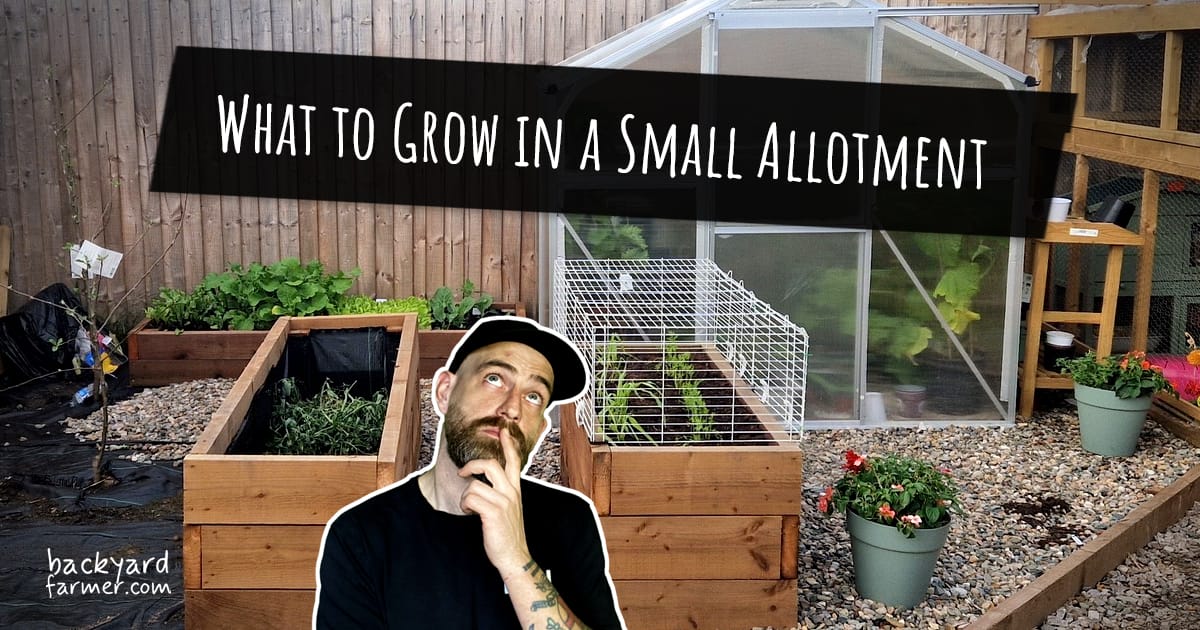 What to Grow in a Small Allotment: Easy Ideas & Layouts