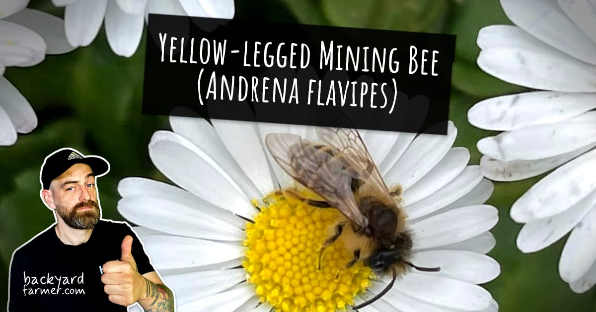 Yellow-legged Mining Bee (Andrena flavipes) – UK Identification Guide