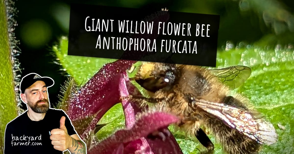 Giant Willow Flower Bee (Anthophora furcata) – UK Identification Guide