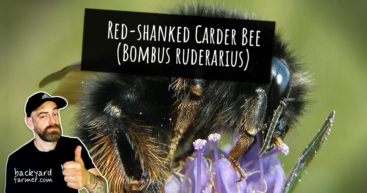Red-shanked Carder Bee (Bombus ruderarius) – UK Identification Guide