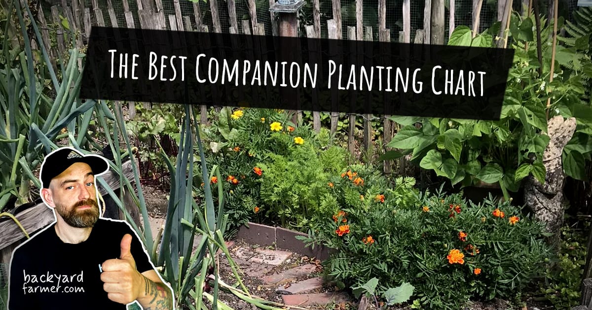 The Best Companion Planting Chart for UK Veg Growers