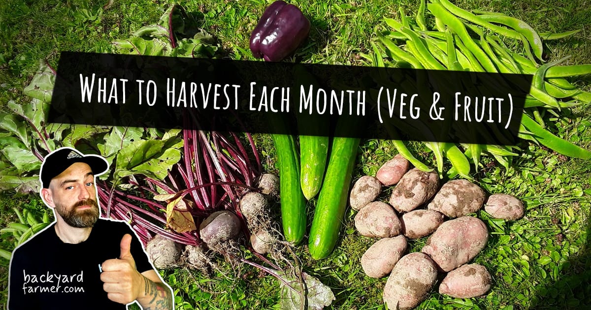 UK Harvest Calendar: What to Harvest Each Month