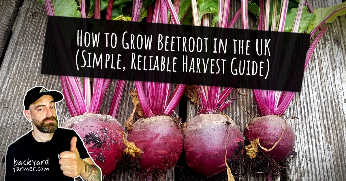 How to Grow Beetroot in the UK (Avoid These Common Mistakes)