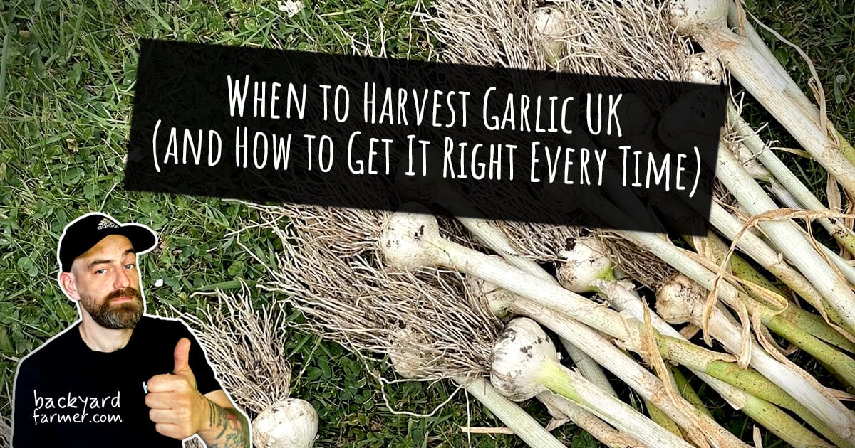 When to Harvest Garlic UK: Signs You Shouldn’t Miss