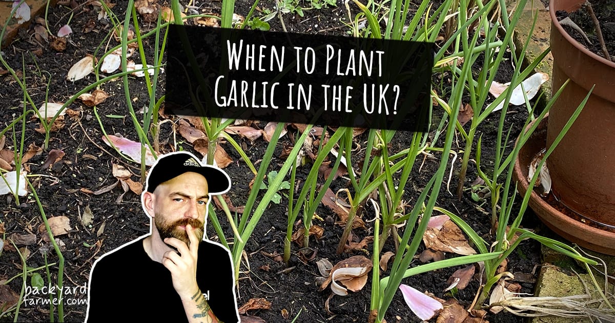 When to Plant Garlic UK: Best Time & Real Tips